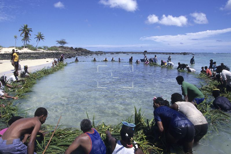 Fiji | Traditional Coconut Leaf Fishing | FJ-0039.tif