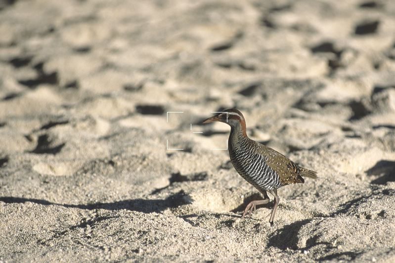 Fiji | Bici Bird | FJ-0146.tif