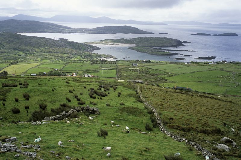 Ireland | Sheep in Kerry Countryside | IE-0223.tif