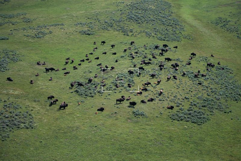 USA | Wyoming | Aerial Photo of Bison Herd | US-WY-0048.tif